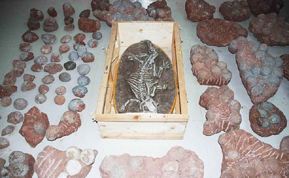 Smugglers caught with 231 fossil dinosaur eggs – History Bytez